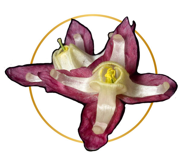 Restore- Herbal Aphrodisiacs for Women – Tenvis Nutrition